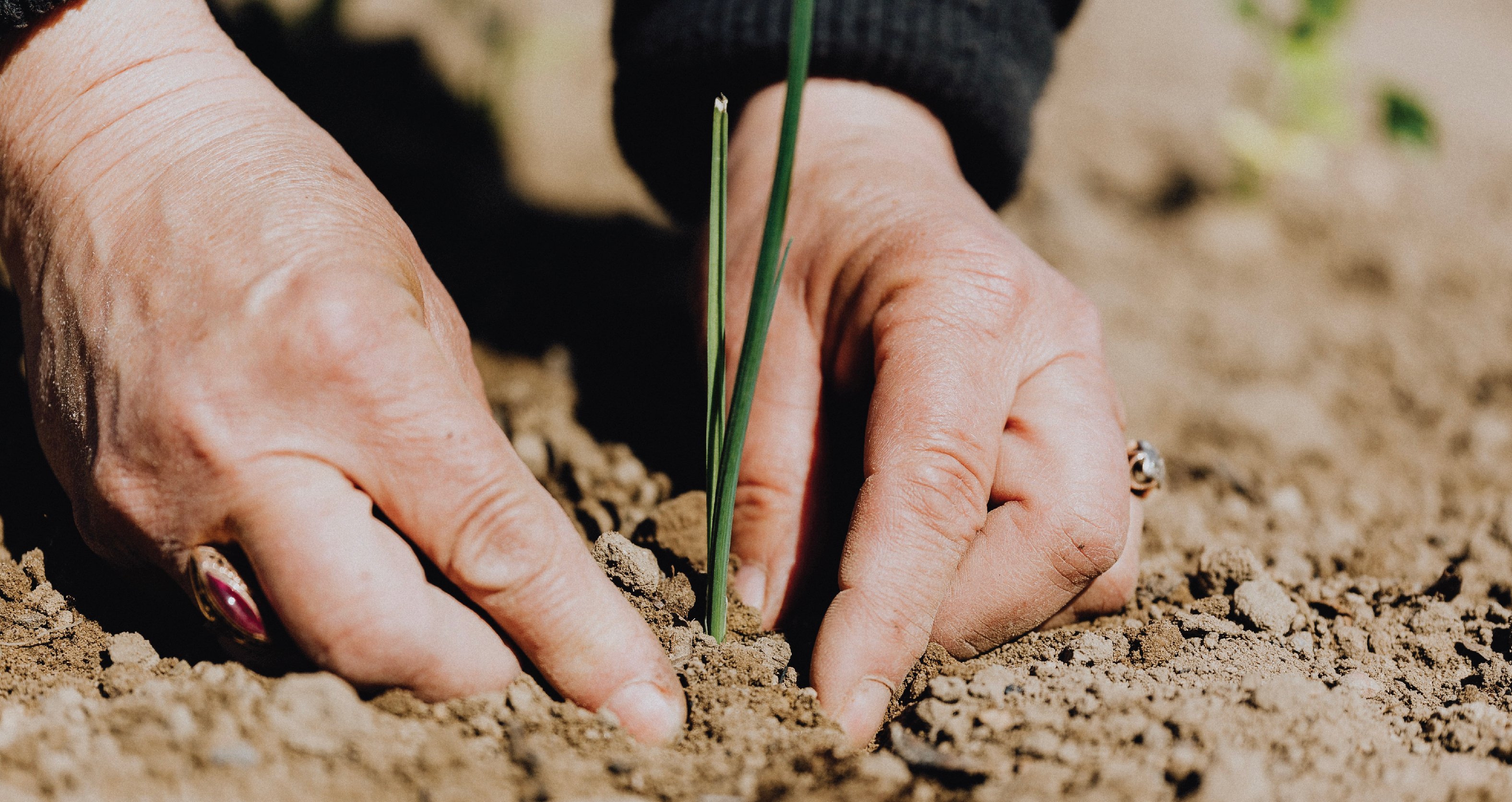 Comienza Tu Propio Cultivo Consejos Para Iniciar Desde Cero